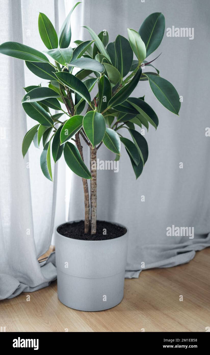 House Plant decoration. Ficus Elastica in a gray pot on the floor in ...