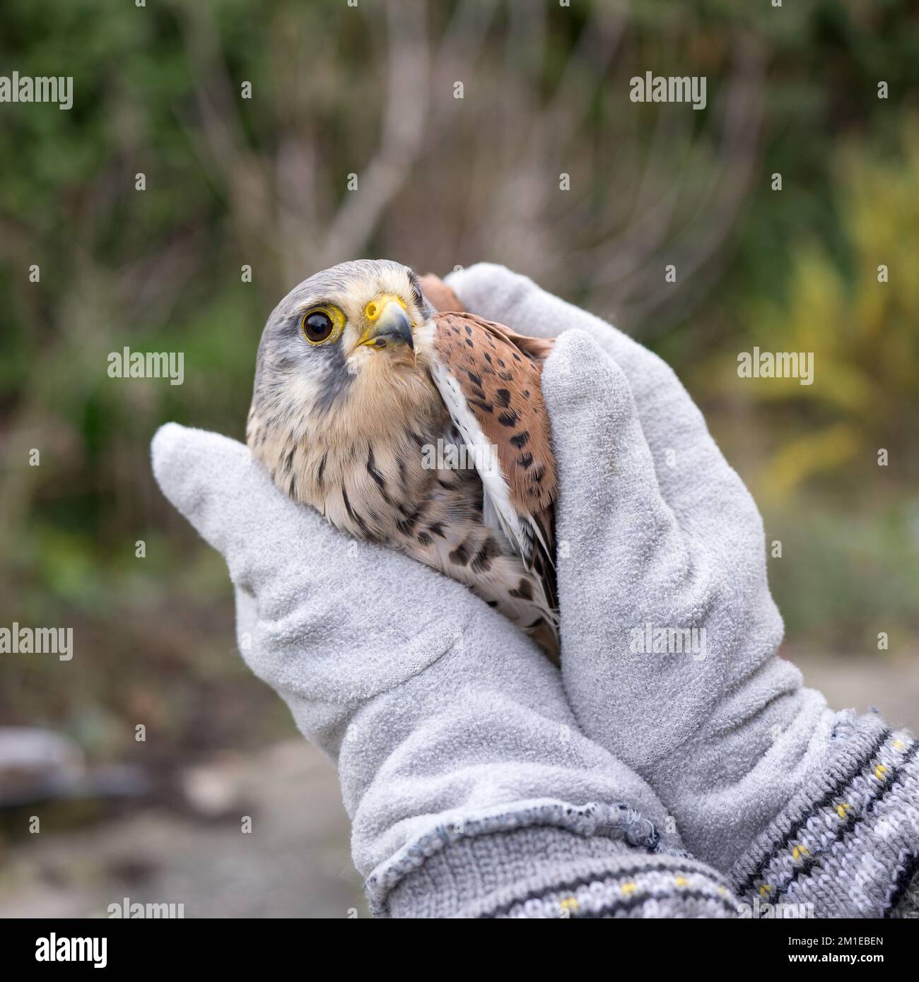 Injured animal hi-res stock photography and images - Alamy