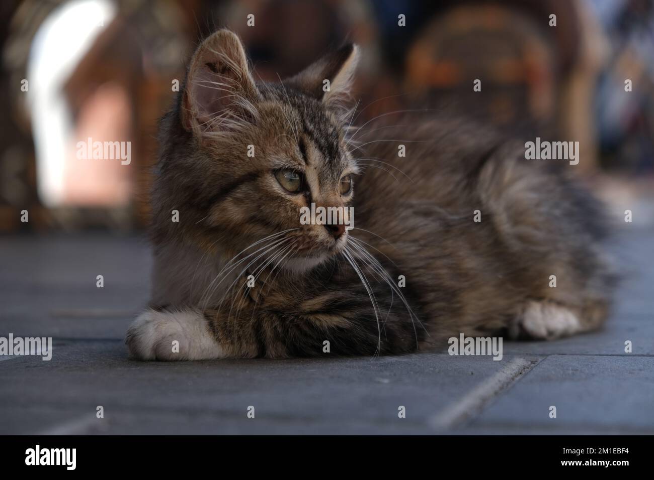 Cat fur everywhere hi-res stock photography and images - Alamy