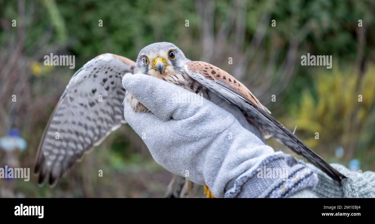 Close up of an injured kestrel Stock Photo - Alamy