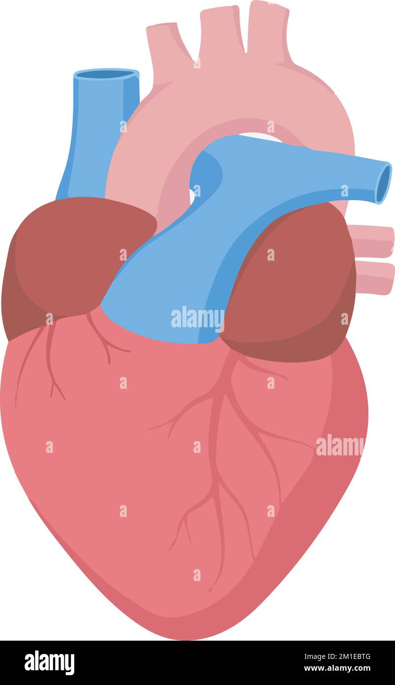 A vertical vector illustration of an anatomical human heart isolated on ...