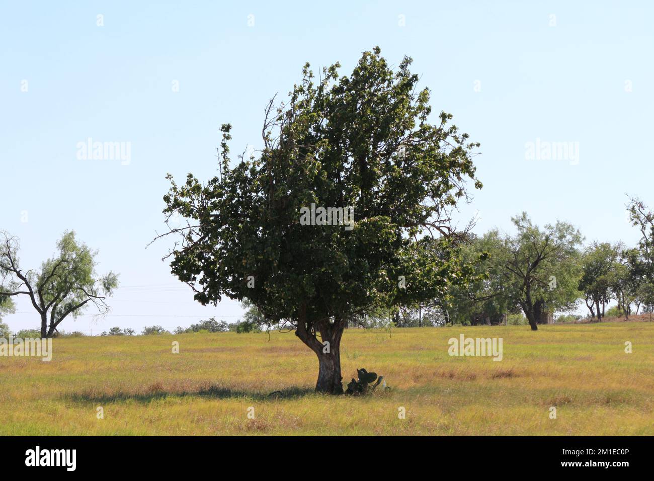 Picture of tree in middle of pasture Stock Photo - Alamy