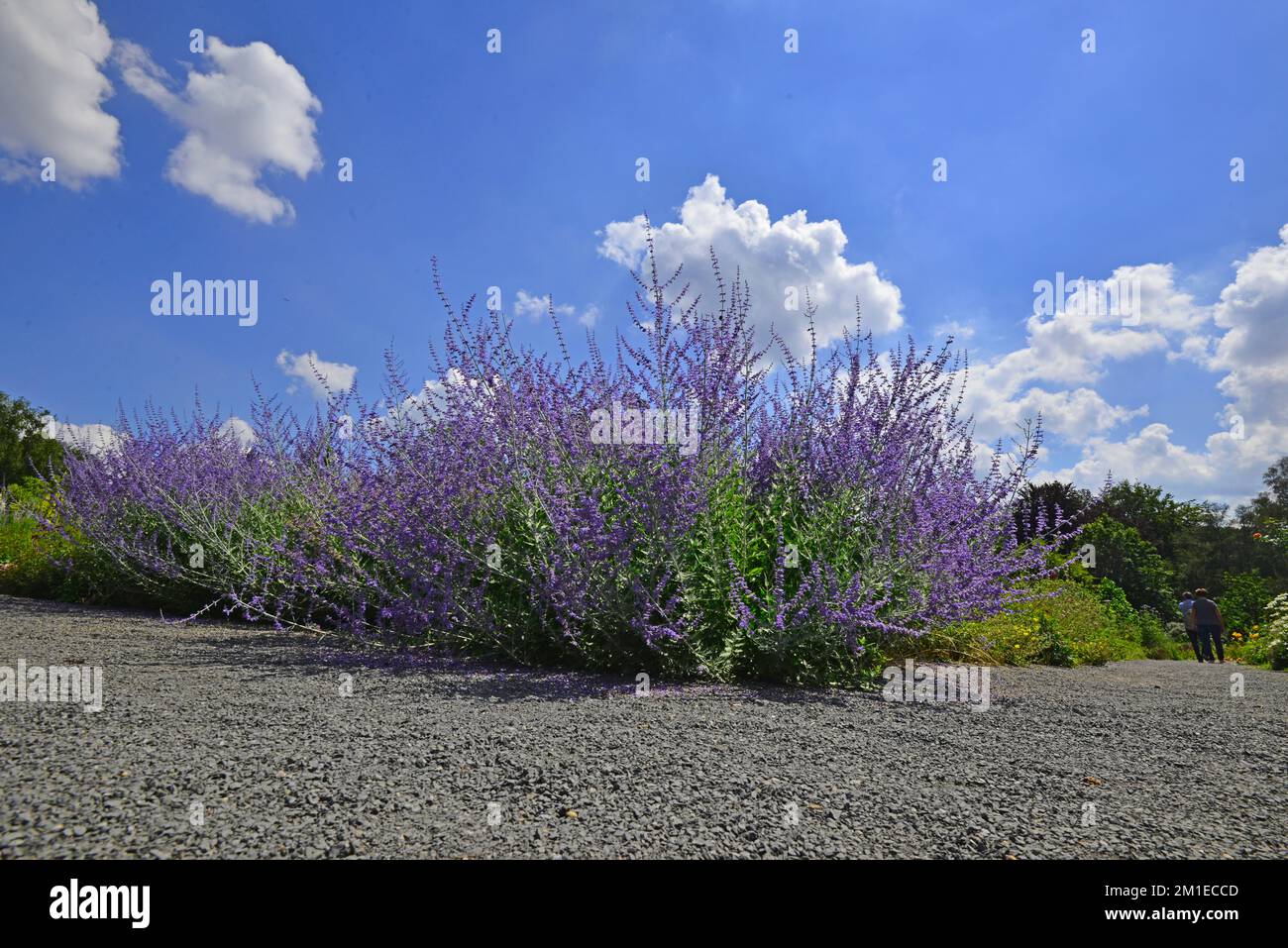 Blooming purple flower clump of Perovskia atriplicifolia Stock Photo ...