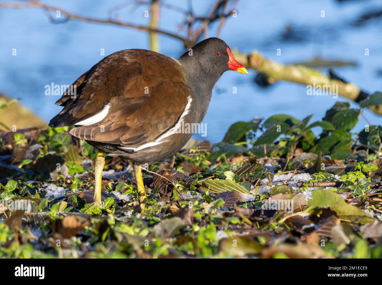 Hen chicks under wing hi-res stock photography and images - Alamy