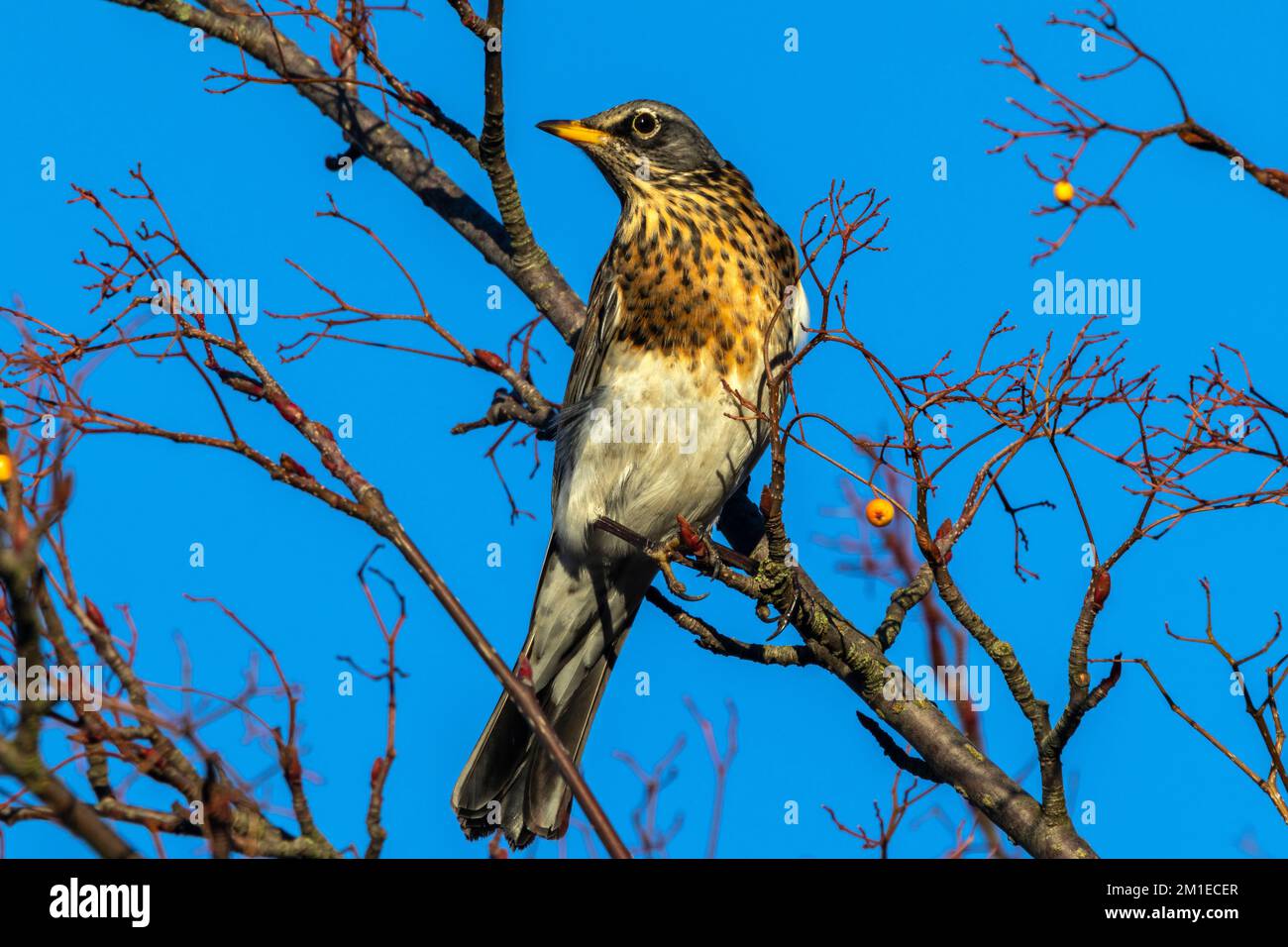 A member of the thrush family, the Fieldfare is a winter migrant from ...