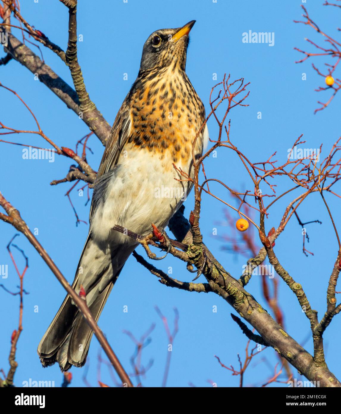 A member of the thrush family, the Fieldfare is a winter migrant from ...
