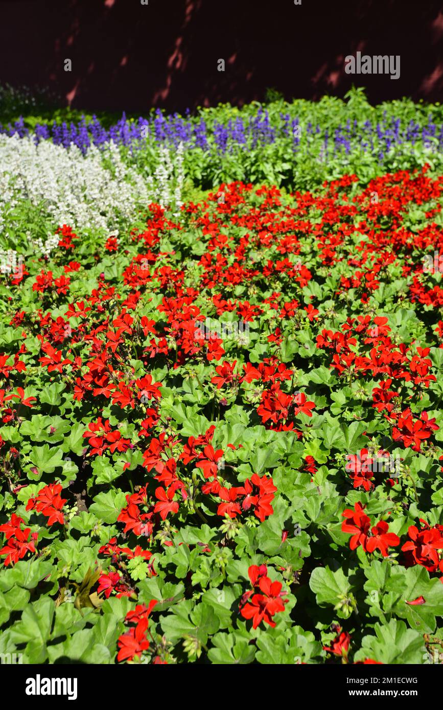 Beautiful red Geranium flower garden, Grugapark Germany Stock Photo - Alamy