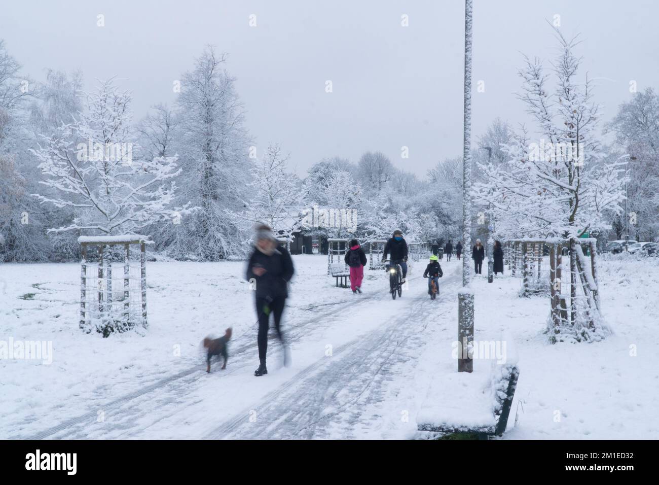 UK weather, London, 12 December 2022: On Tooting Commons the trees and ...