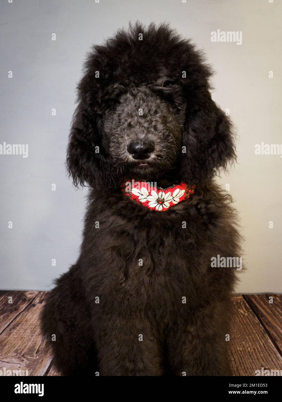 Five month old Standard Poodle puppy wearing a decorative collar Stock ...