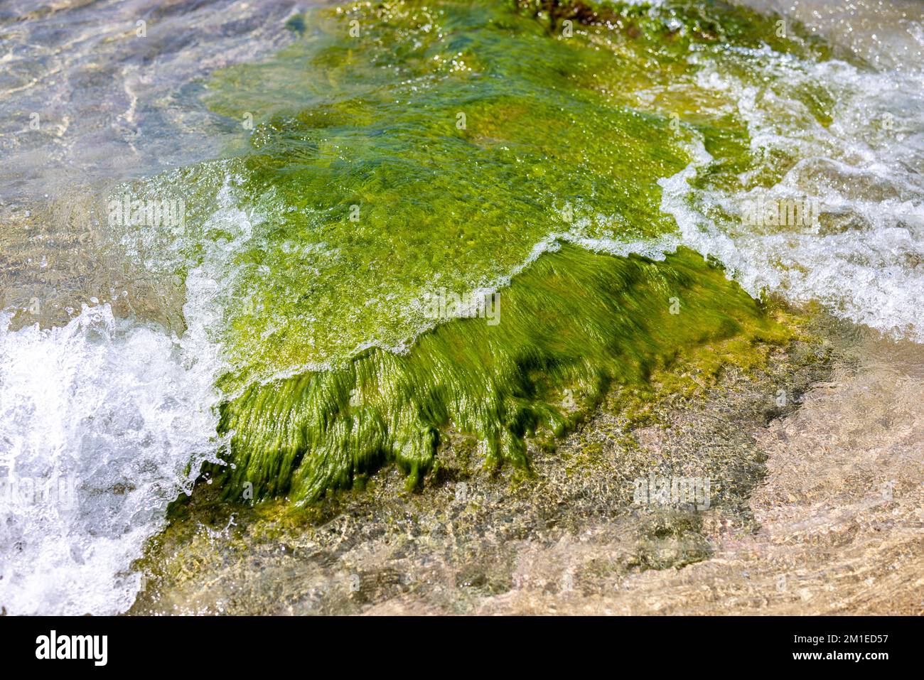 A top view of green algae mixed with clean waves on the coast of the ...