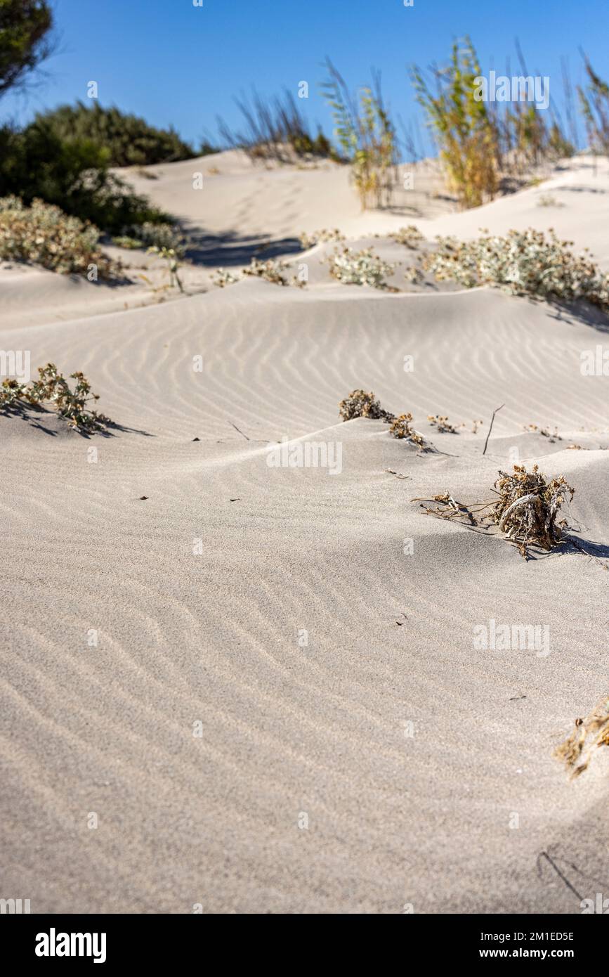 A vertical shot of rippled sand dunes and green plants in the wind in a ...