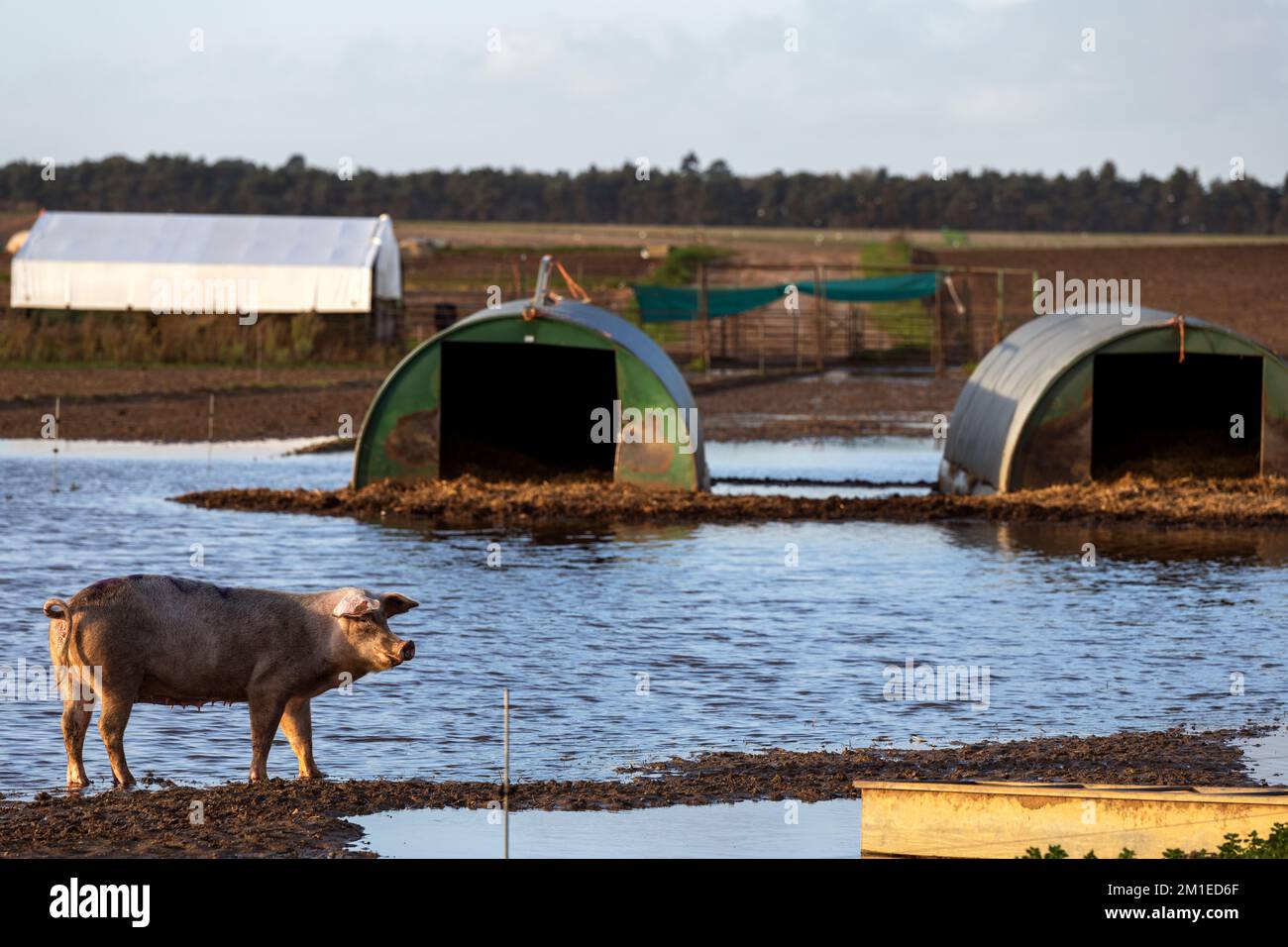 Outdoor free range pigs Sutton Heath Suffolk UK Stock Photo - Alamy