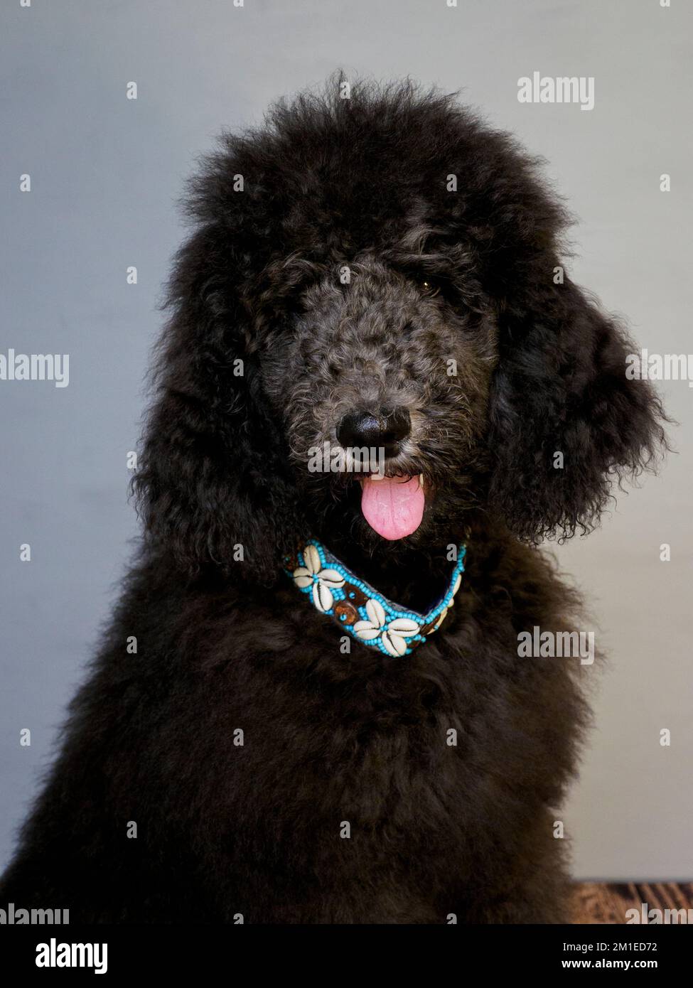 Five month old Blue Standard Poodle puppy wearing a decorative collar ...