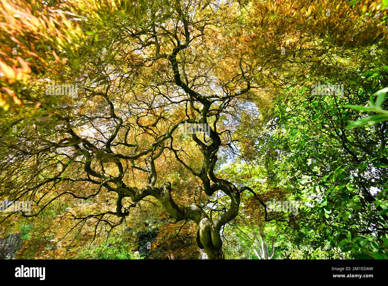 Beautiful tree in flower garden, Grugapark Germany Stock Photo - Alamy