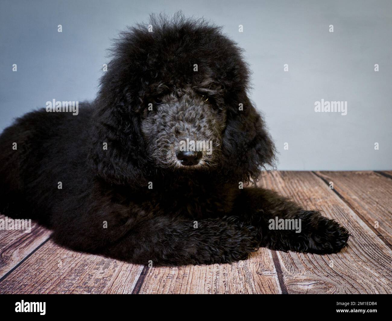 Five month old Blue Standard Poodle puppy laying on the floor Stock ...