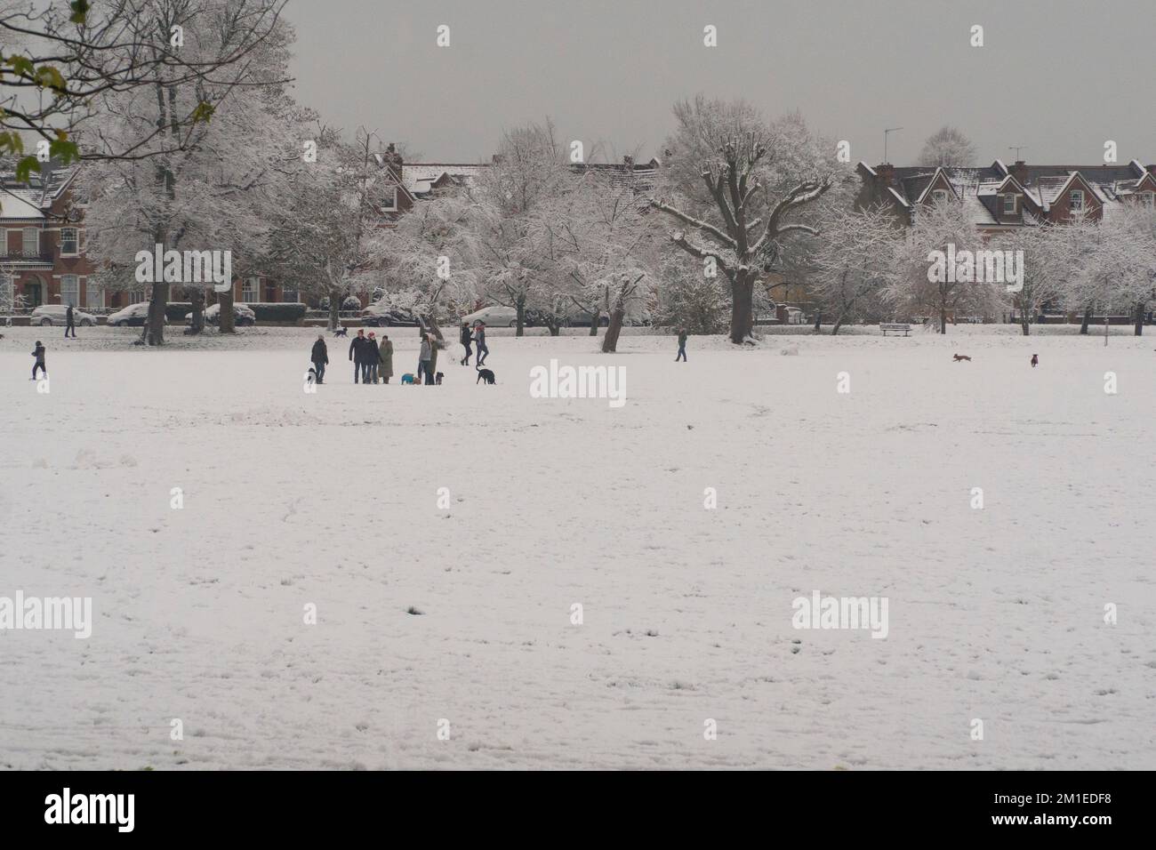 UK weather, London, 12 December 2022: On Tooting Commons the trees and ...