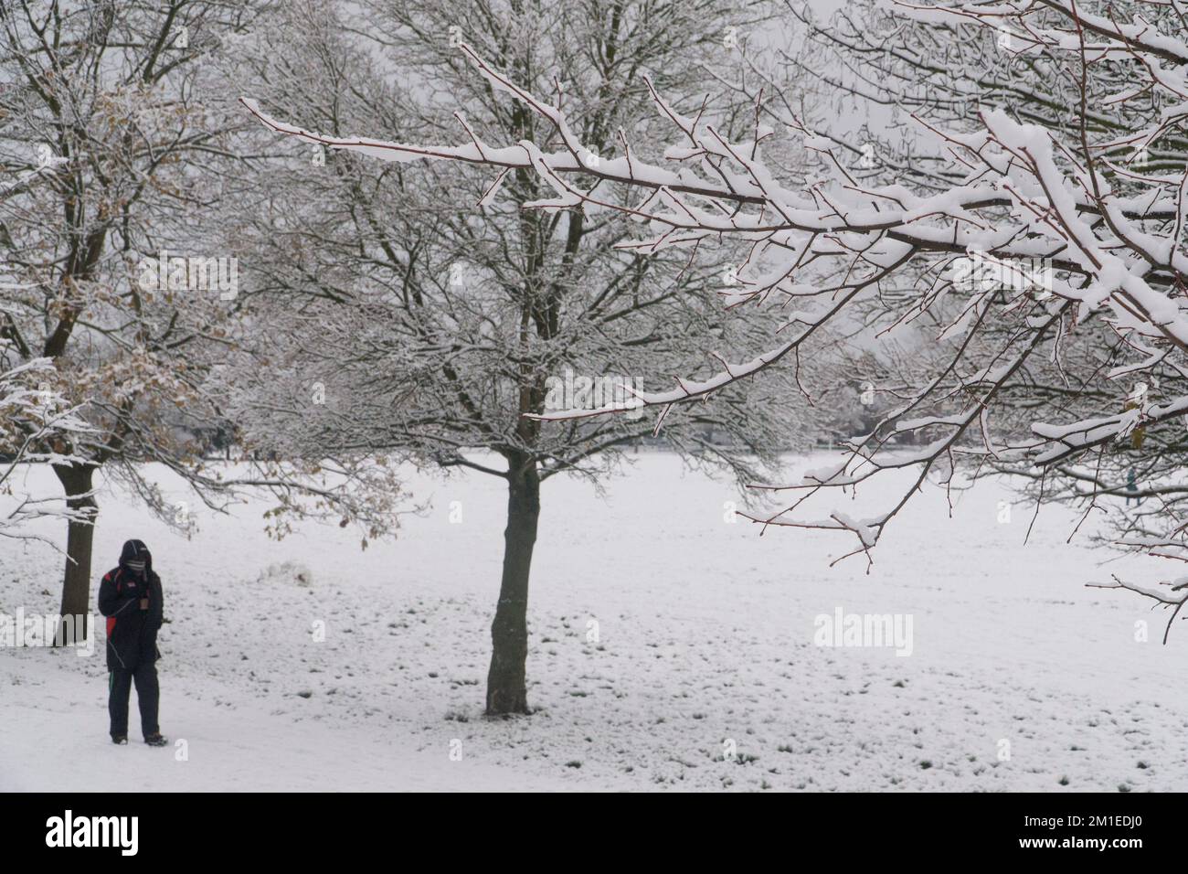 UK weather, London, 12 December 2022: On Tooting Commons the trees and ...