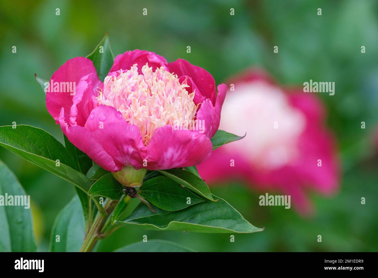 White peonies paeonia hi-res stock photography and images - Alamy