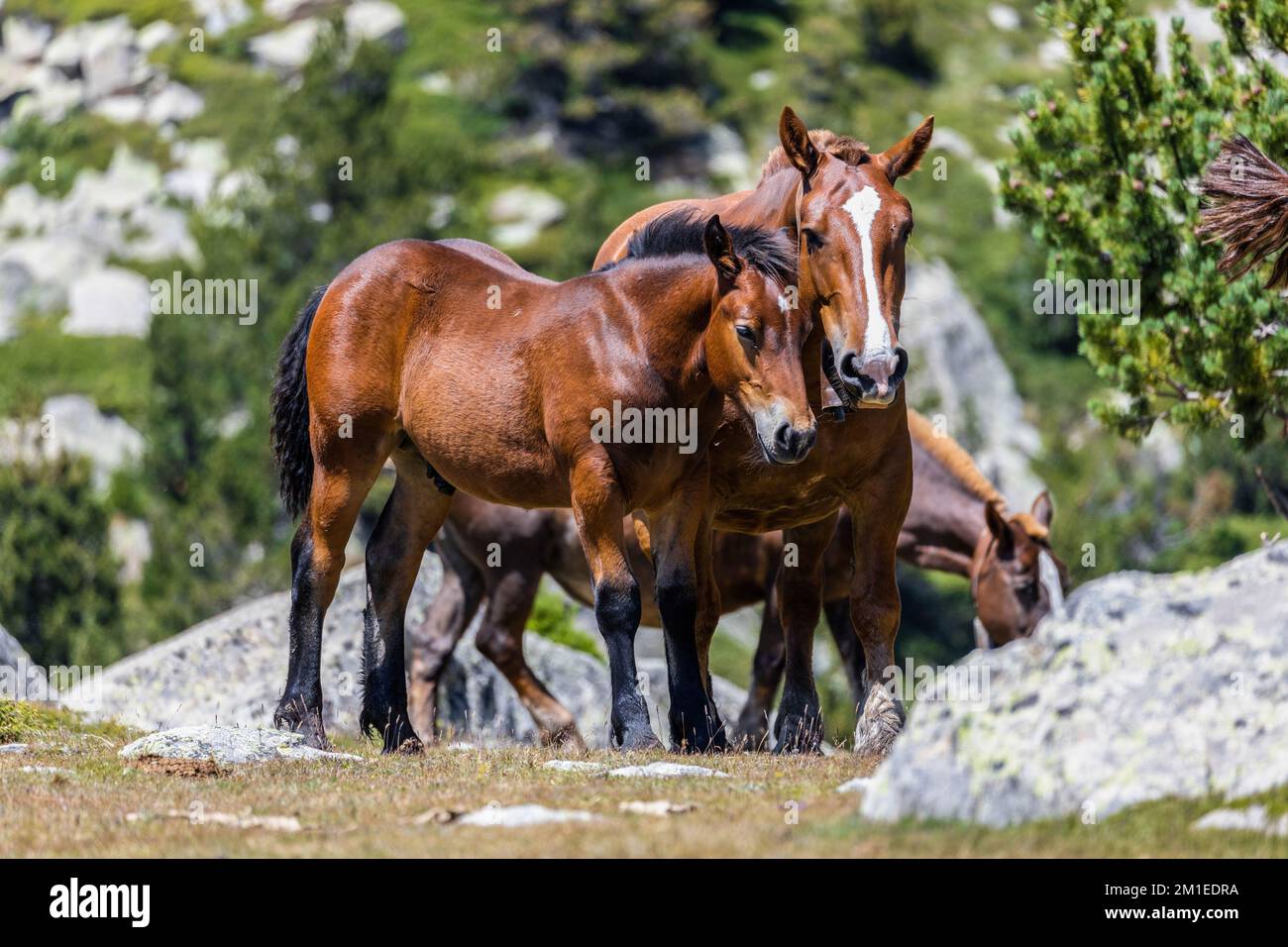 Family horse farm in hi-res stock photography and images - Alamy