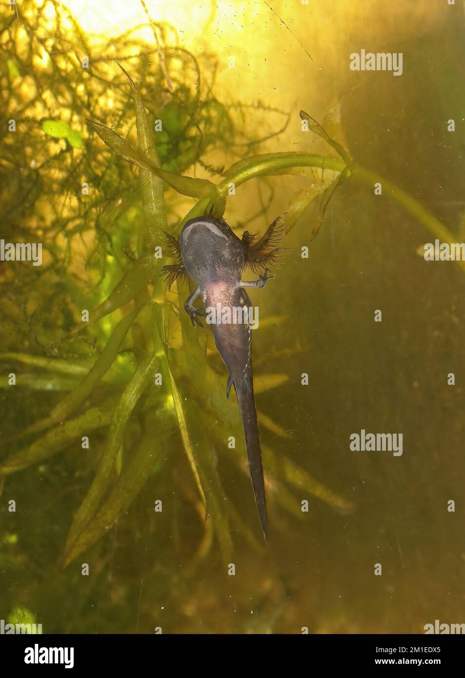 A vertical shot of a marbled salamander (Ambystoma opacum) swimming in ...