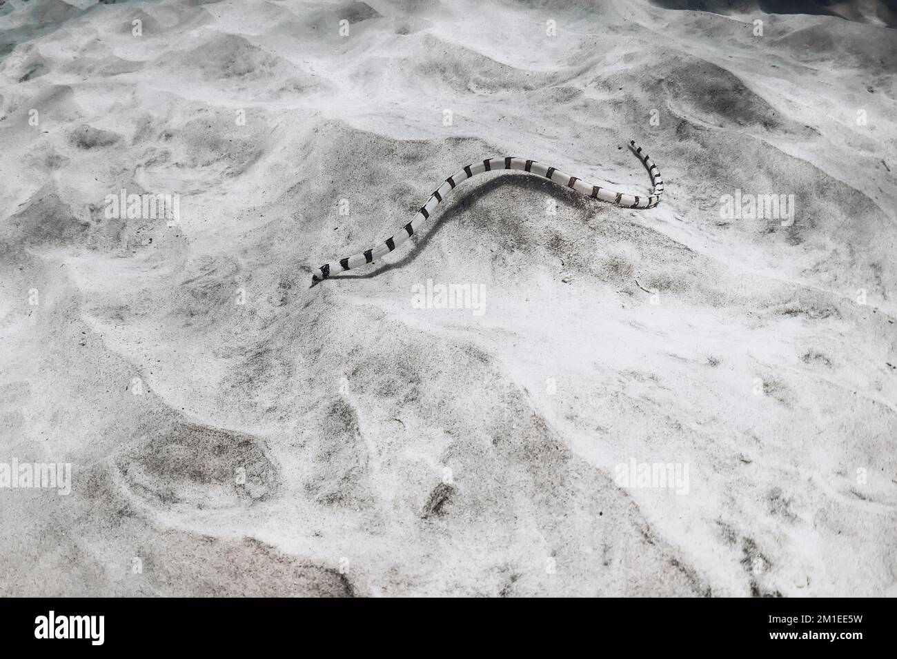 Striped sea snake on sea sandy bottom in tropical sea Stock Photo - Alamy
