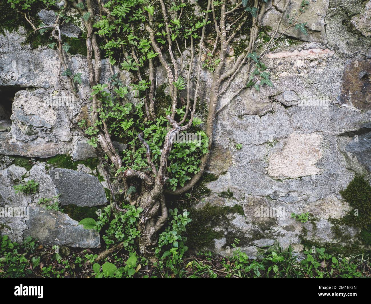Tree root grow on old vintage brick wall Stock Photo - Alamy