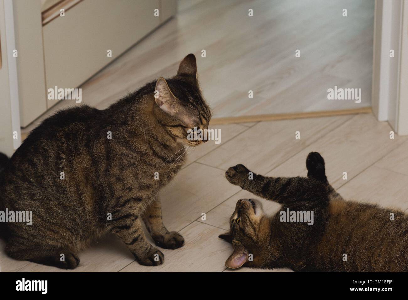 Portrait of two cats playing with each other in the apartment Stock ...