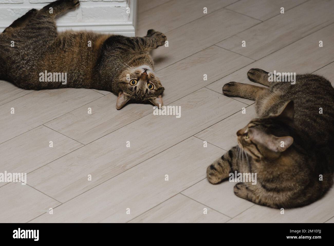 Portrait of two cats playing with each other in the apartment Stock ...