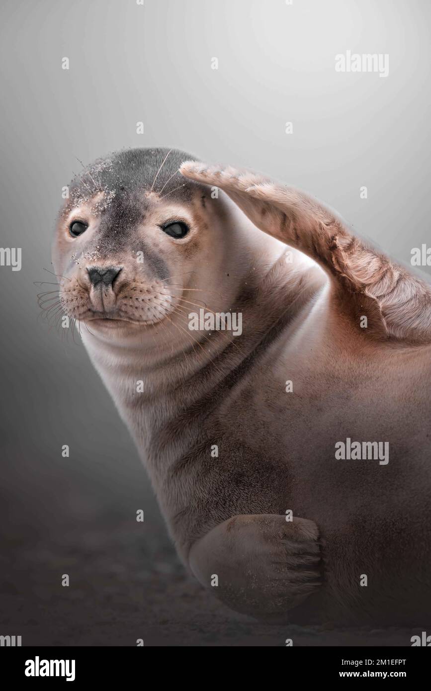 Laughing Sea Lion Meme