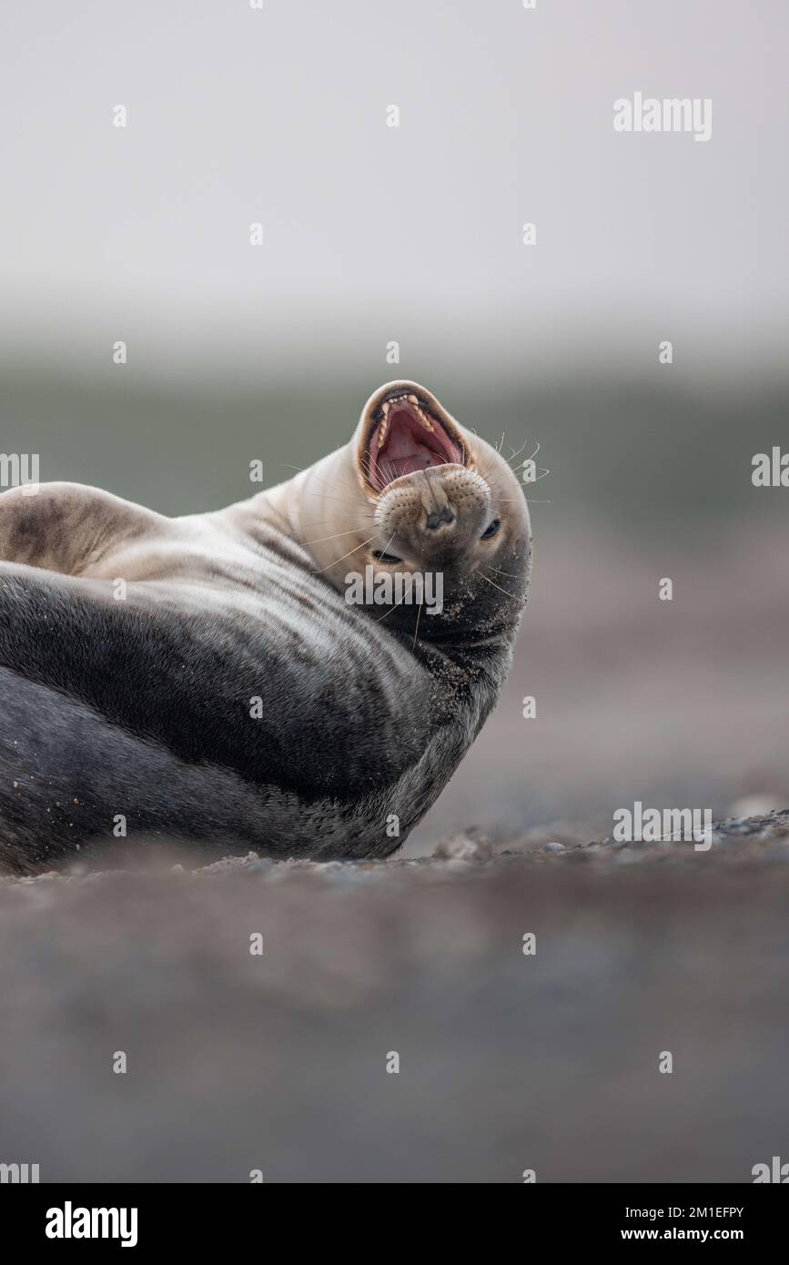 Seal laugh hi-res stock photography and images - Alamy