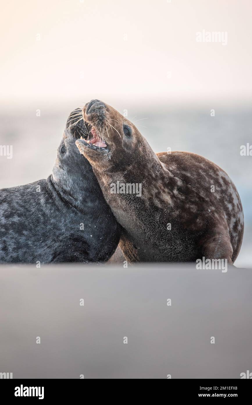 A playful nibble. Germany: THESE INCREDIBLE images show a seal saluting ...