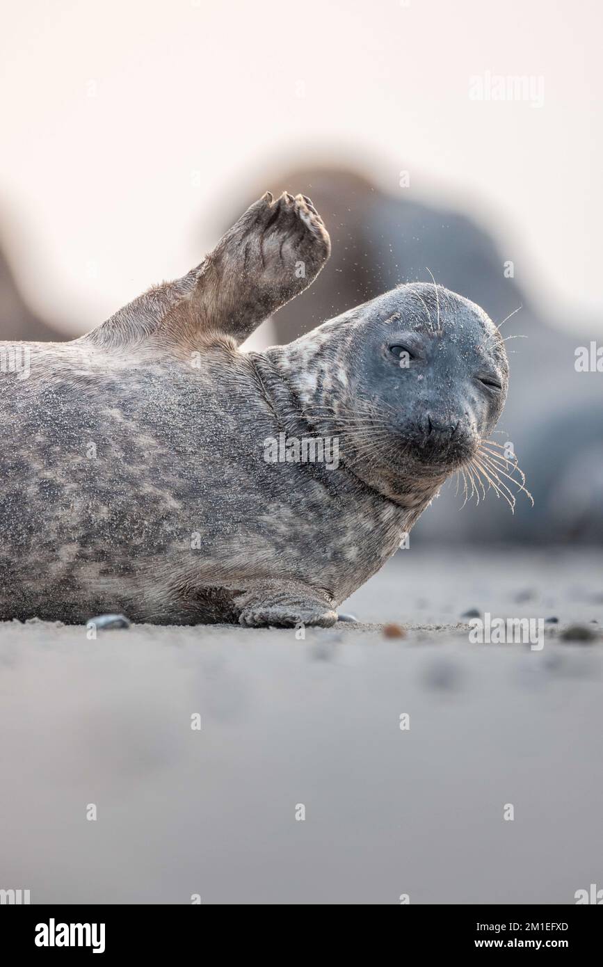 A small wave and a wink. Germany: THESE INCREDIBLE images show a seal ...