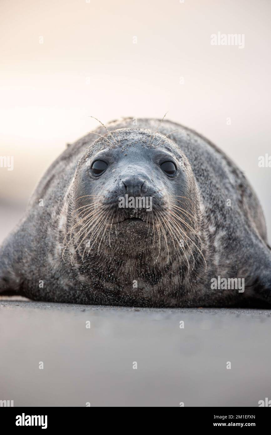 Bouncing along. Germany: THESE INCREDIBLE images show a seal saluting ...