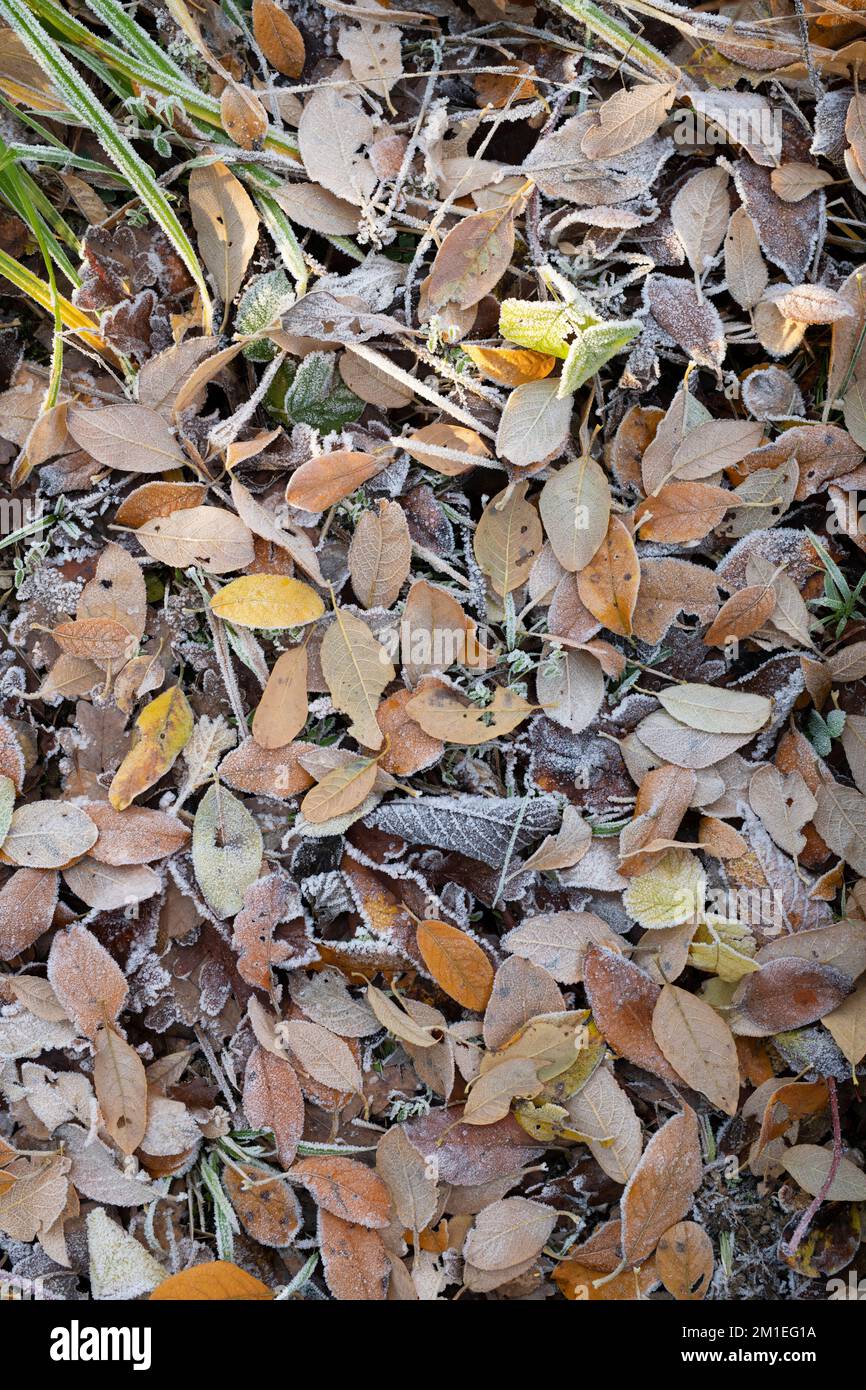 Woodland texture hi-res stock photography and images - Alamy