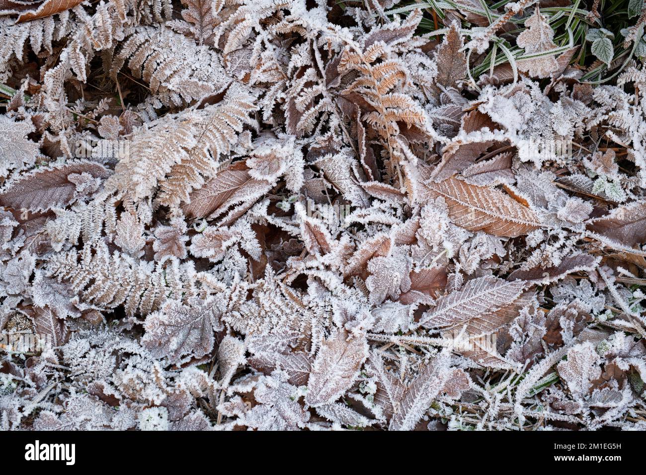 Frosty bracken hi-res stock photography and images - Alamy