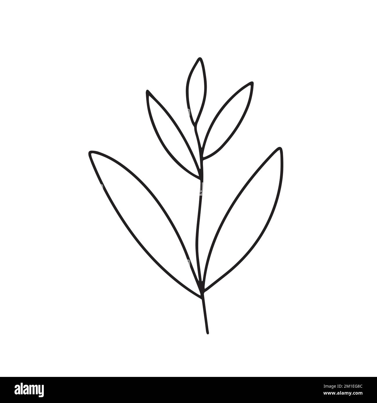 Hand drawn branch with leaves Stock Vector Image & Art - Alamy