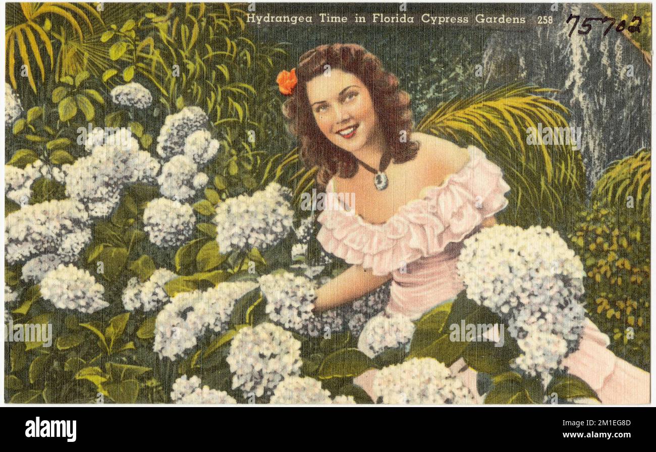 Hydrangea time in Florida Cypress Gardens , Tichnor Brothers Collection ...