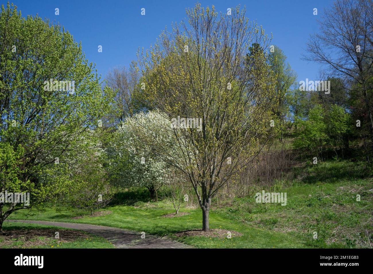 Trees in the arbor Stock Photo - Alamy
