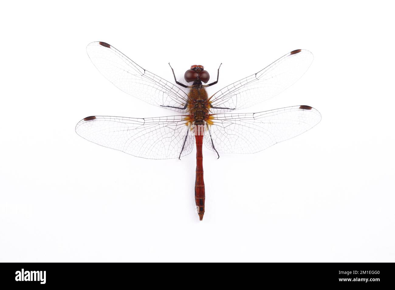 Dragonfly the yellow legged meadowhawk or autumn meadowhawk, Sympetrum ...