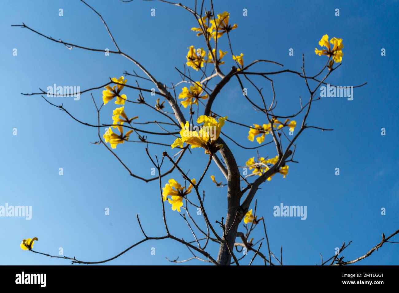 A closeup shot of a Golden trumpet tree with a clear blue sky in the ...