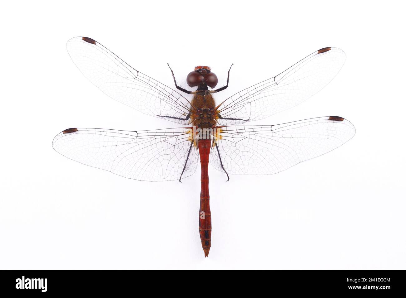 Dragonfly the yellow legged meadowhawk or autumn meadowhawk, Sympetrum ...