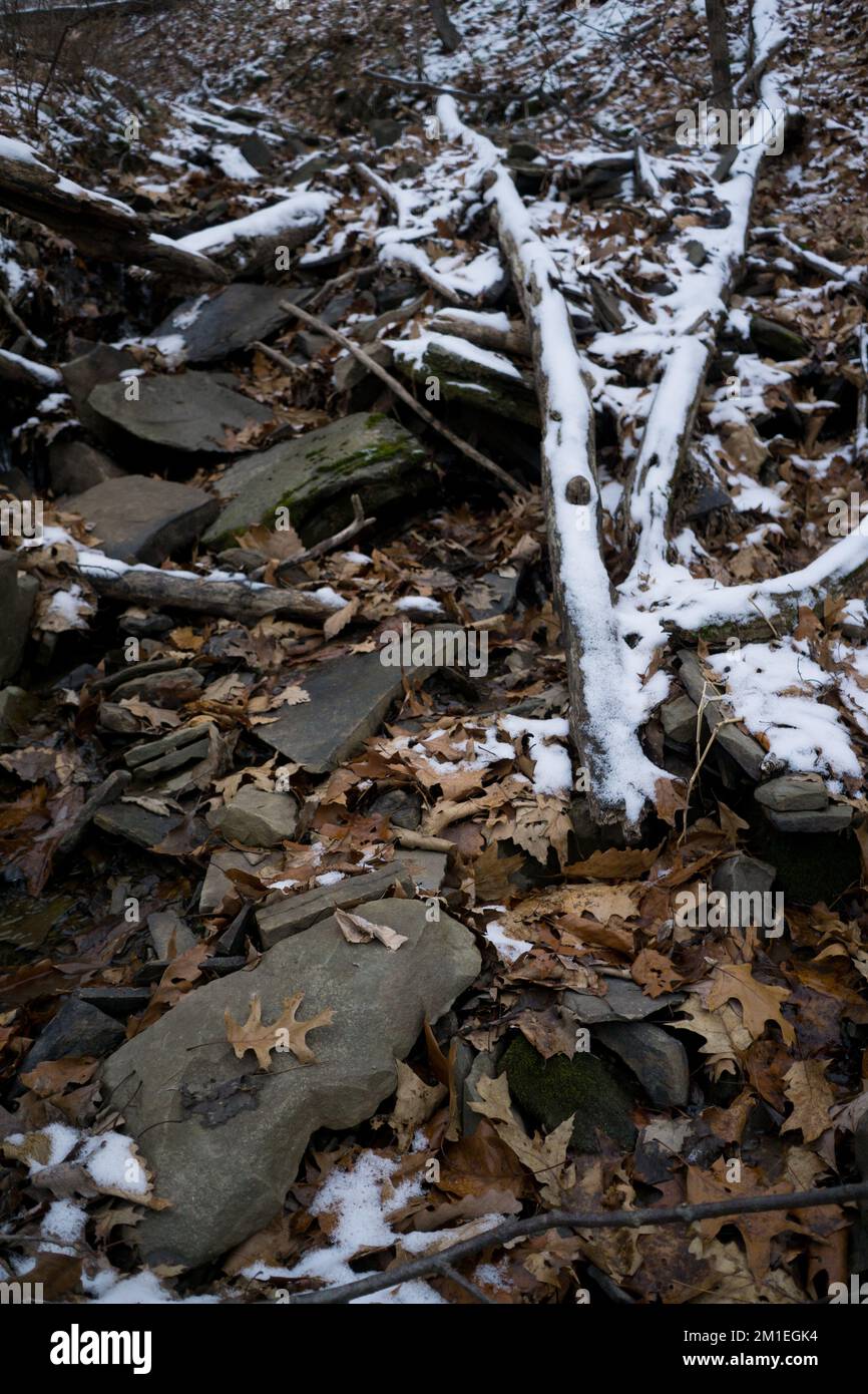 Snow covered fallen trees in the woods Stock Photo - Alamy