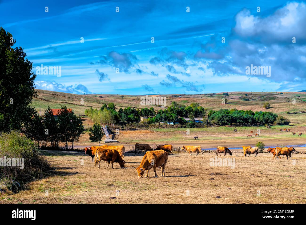 Spanish countryside with green fields and cows La Poblacion Cantabria ...