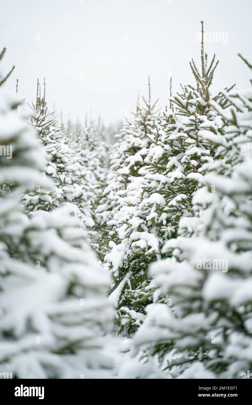 Forestry in estonia hi-res stock photography and images - Alamy