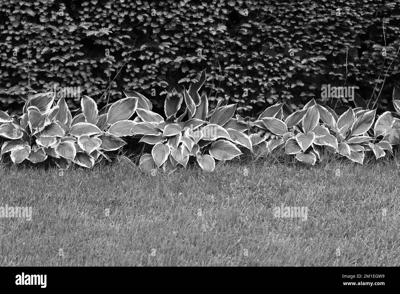 Minimalist view of typical hostas and plants growing in the yard in a ...