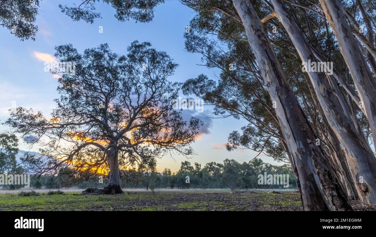 Large dramatic gum tree at dusk with other trees leaning in towards it ...