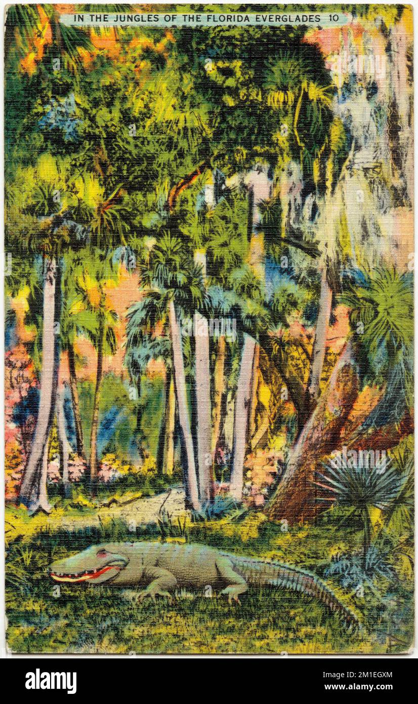 In the jungles of the Florida Everglades , Tichnor Brothers Collection ...