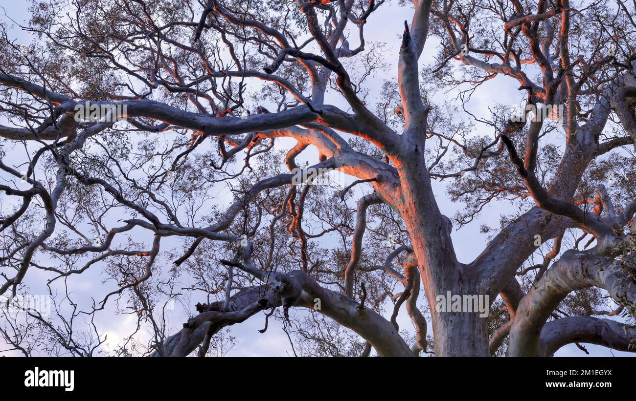 A large gum tree at dusk with sunset light on its trunk and branches ...