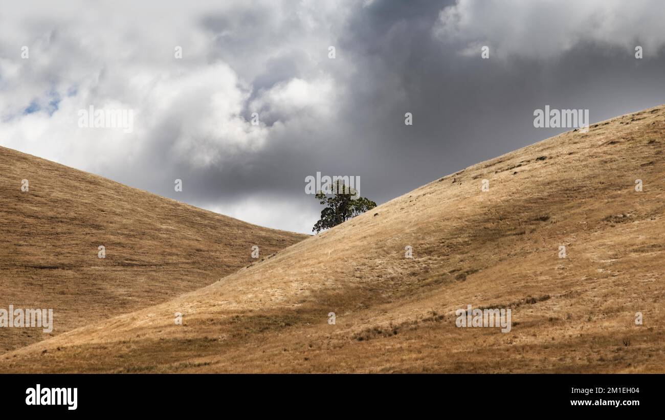 Lone tree between natural V of two dry grassy hills with a dramatic ...