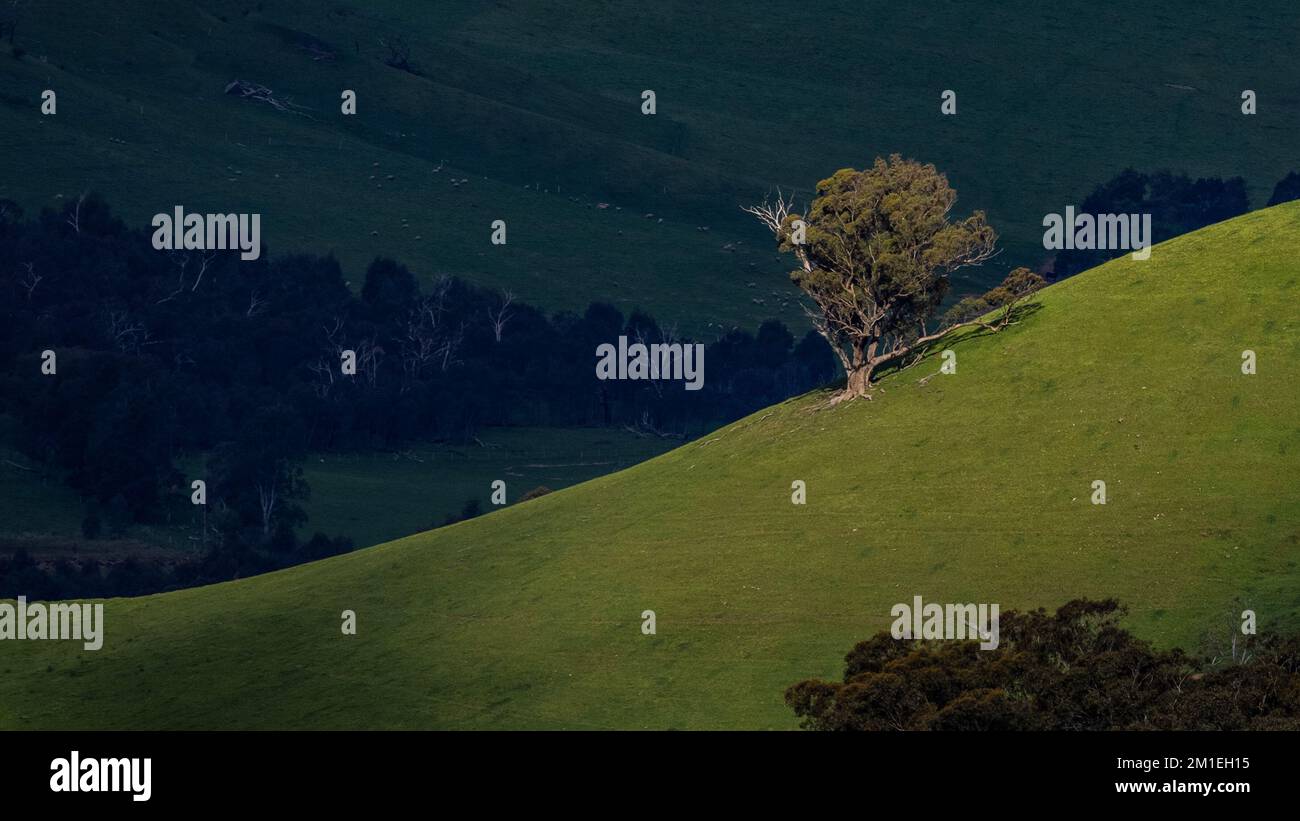 Lone gum tree sunset hi-res stock photography and images - Alamy